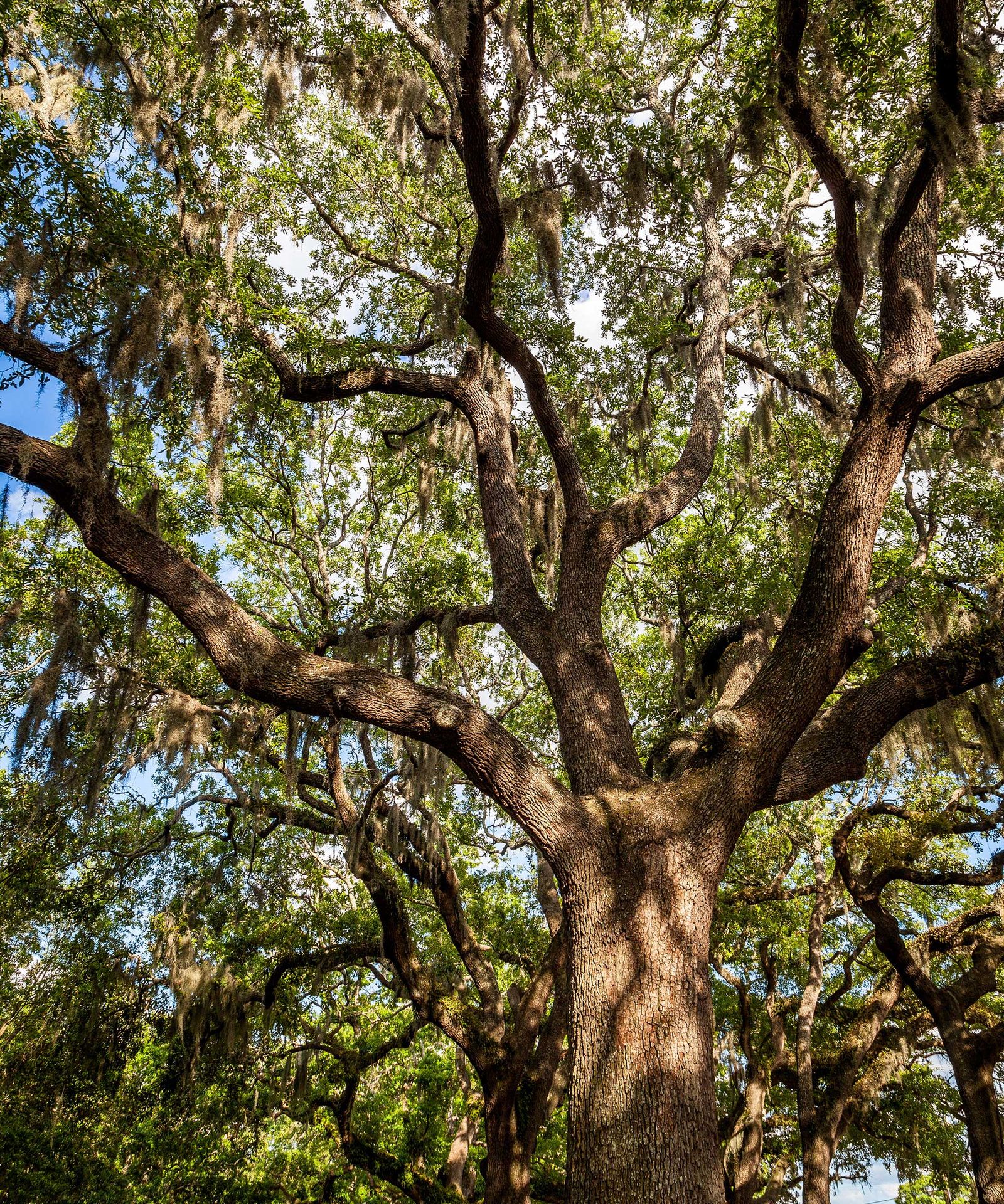 Live oak care and growing guide: tips for these trees | Gardeningetc