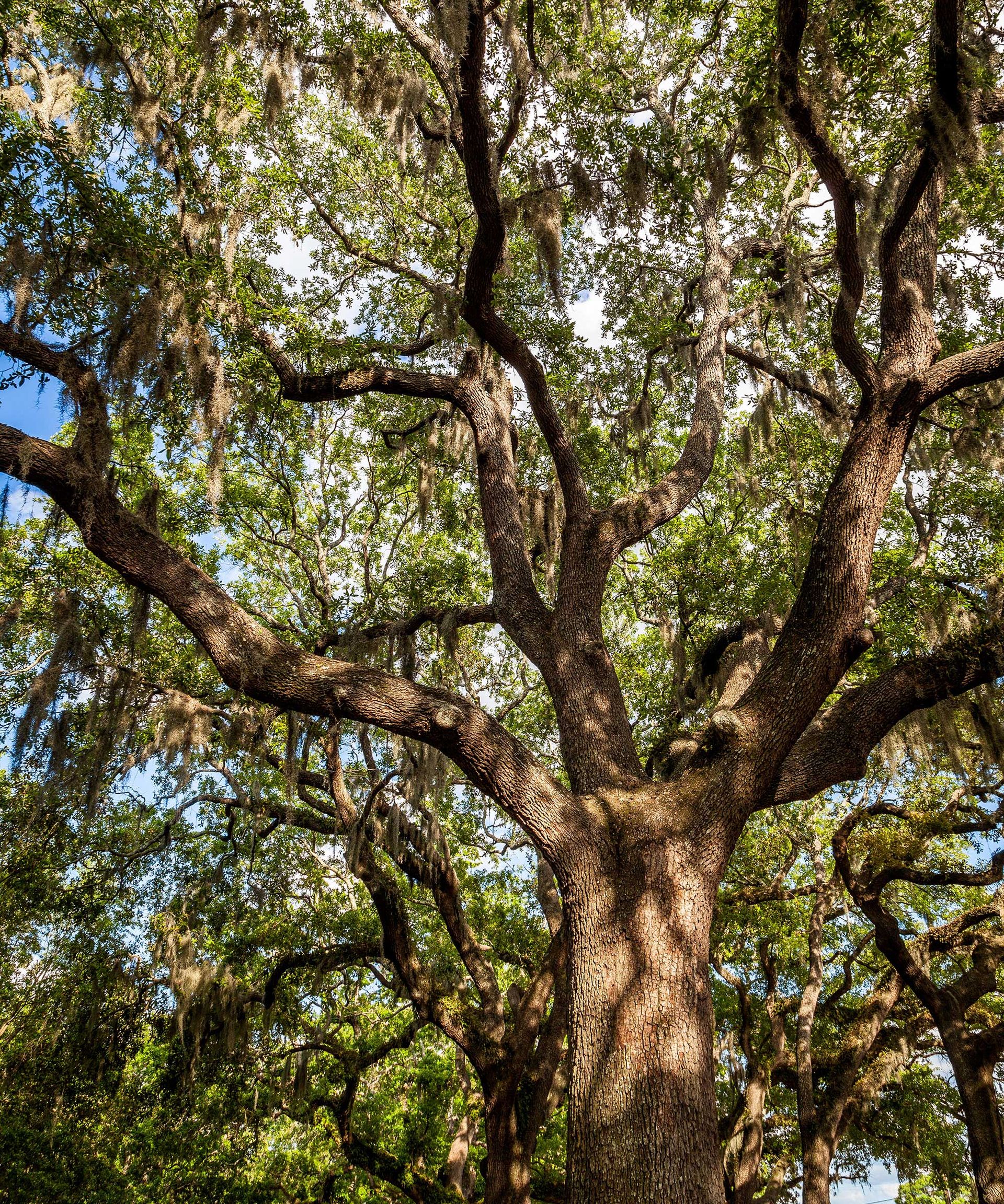 Live oak care and growing guide: tips for these trees | Gardeningetc