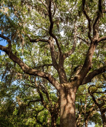 Live oak care and growing guide: tips for these trees | Gardeningetc
