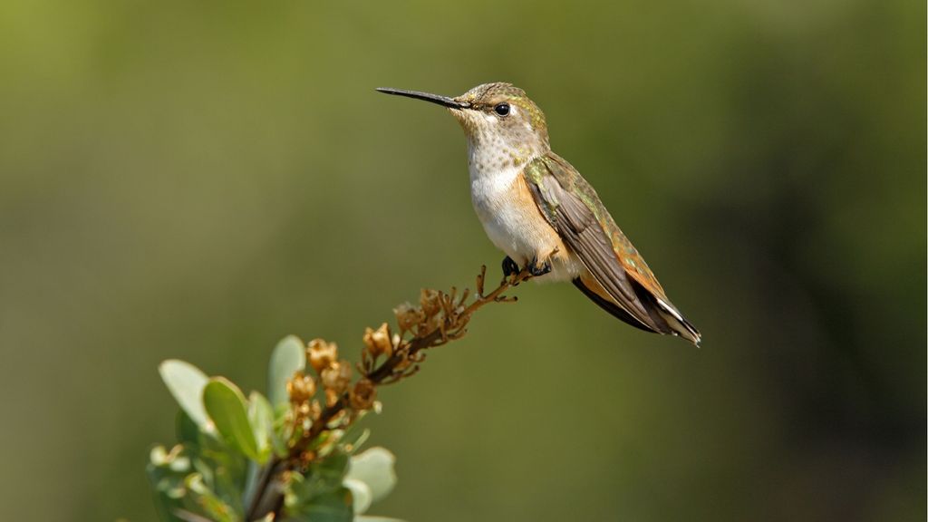 Where do hummingbirds overwinter and how to help them | Homes and Gardens