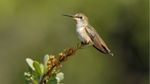 When do hummingbirds return from migration, plus how to help | Homes ...