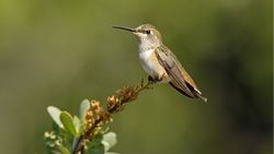 When do hummingbirds return from migration, plus how to help | Homes ...
