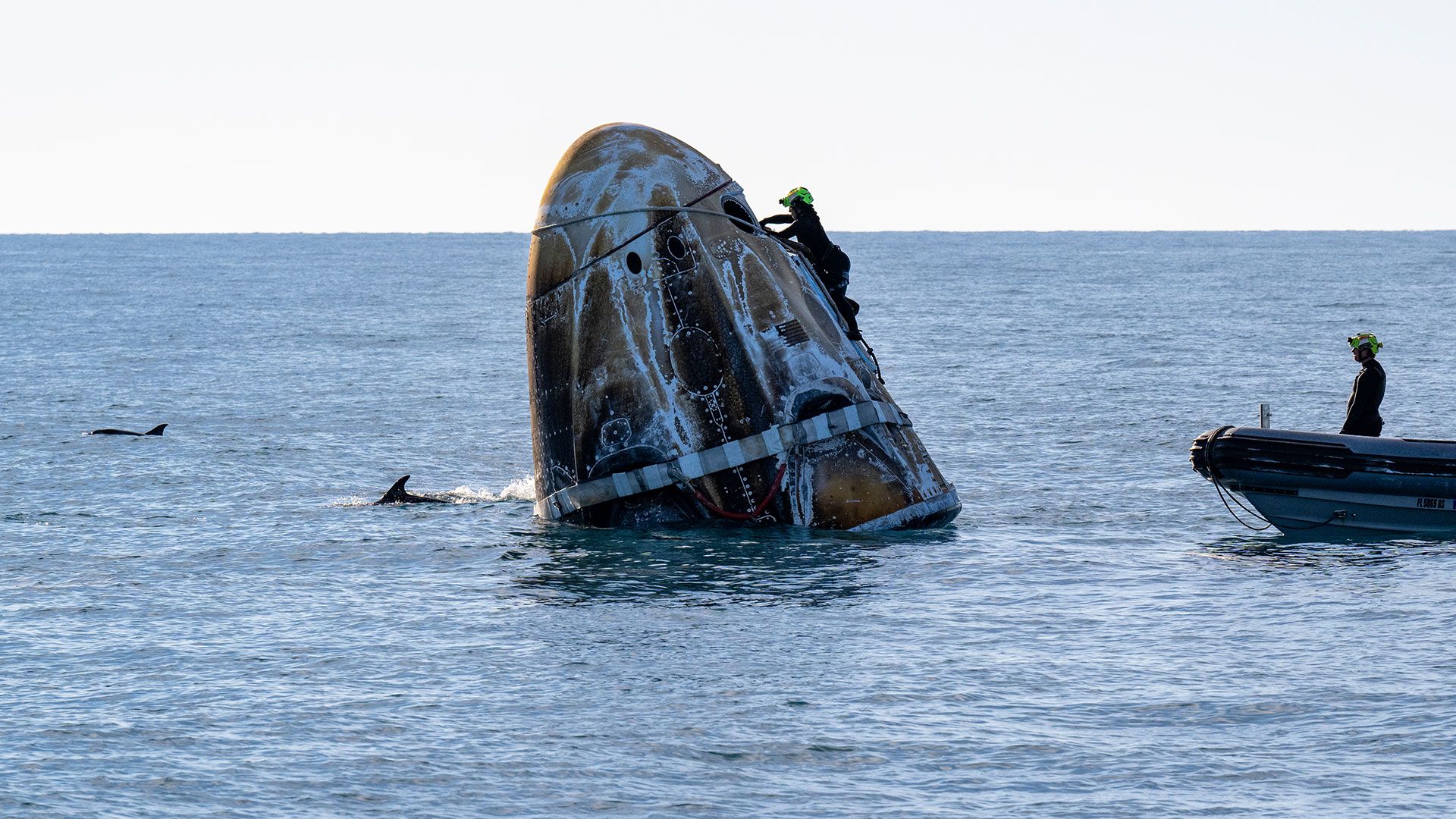 When space meets sea, Crew-9 Dragon meets dolphins: Space photo of the ...