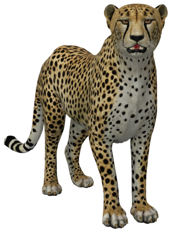 Google 3D animals & AR objects: Full list & gallery | Android Central