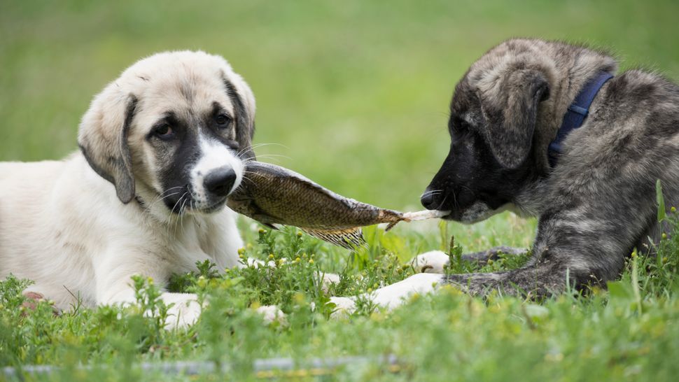 Can dogs have fish skins? Here’s what a vet says | PetsRadar