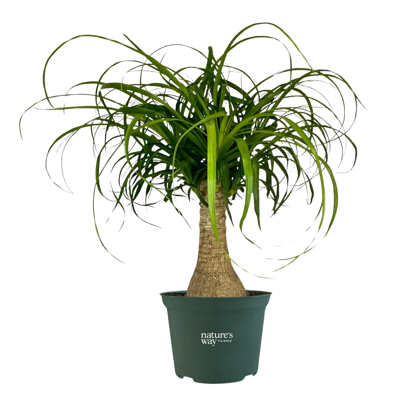 Ponytail Palm Care — Here's Everything You Need to Know | Livingetc