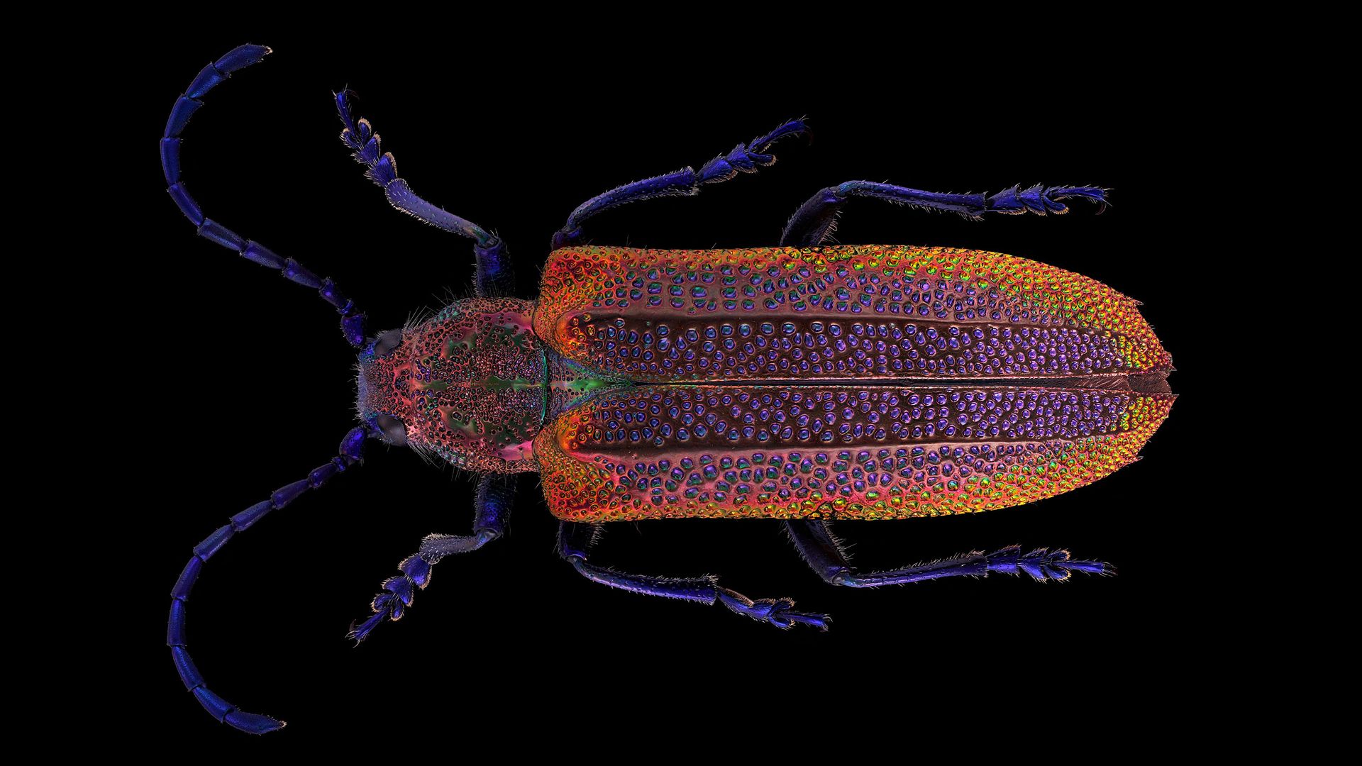 This pro photographer makes incredible macro photographs at 1000 ...