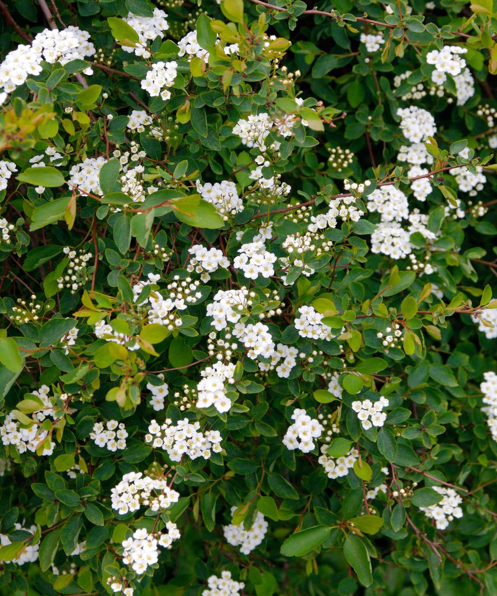 Landscaping shrubs: 10 varieties to add instant impact | Homes and Gardens