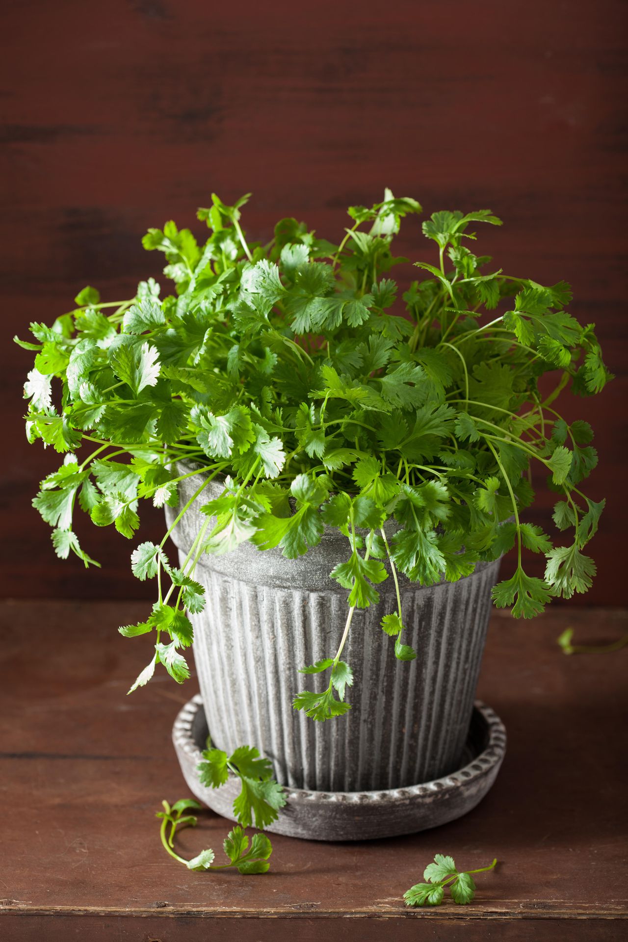 How to grow cilantro - the easy, expert step-by-step guide | Livingetc