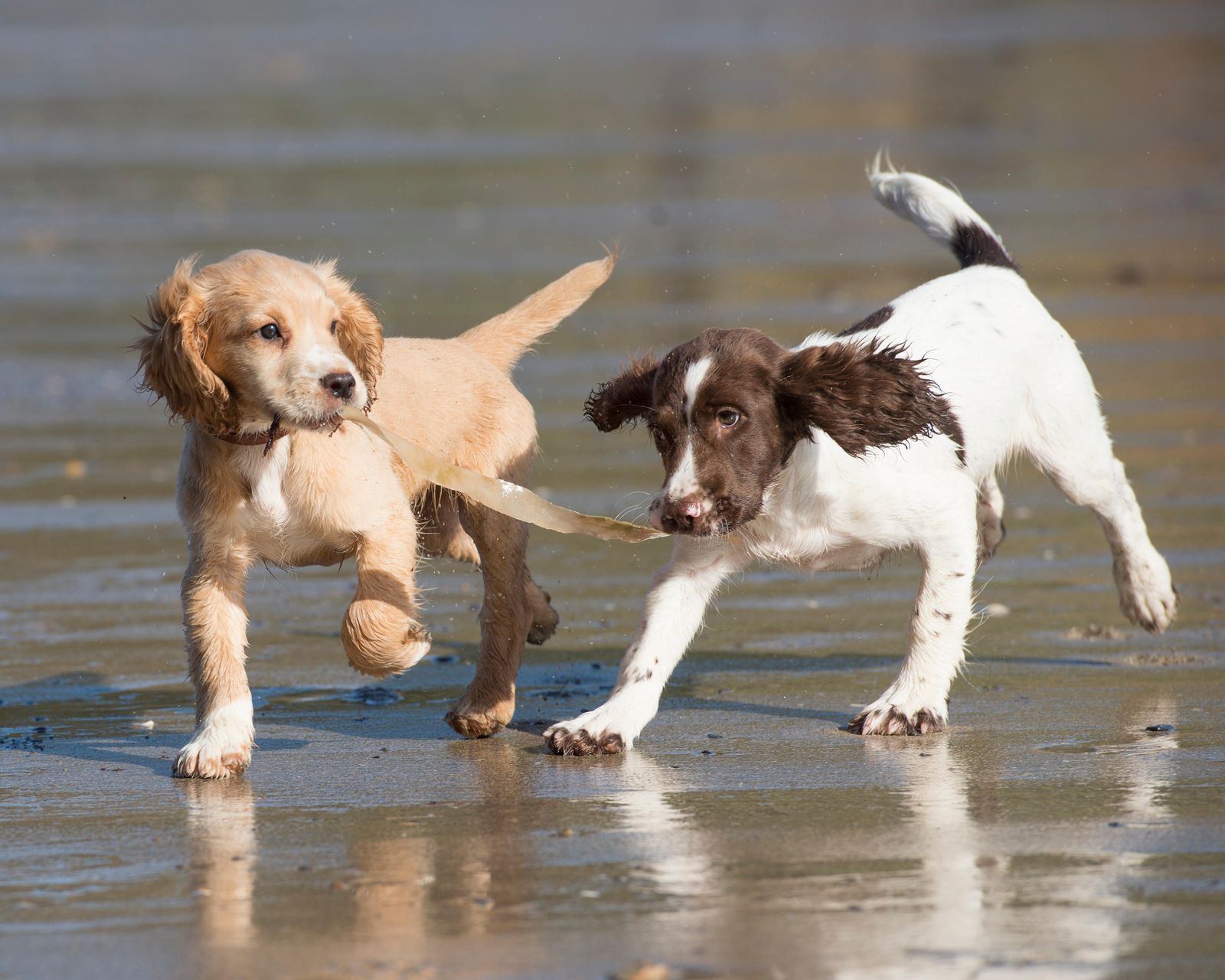 How to stop your dog having a go at other dogs, by leading trainer Ben ...