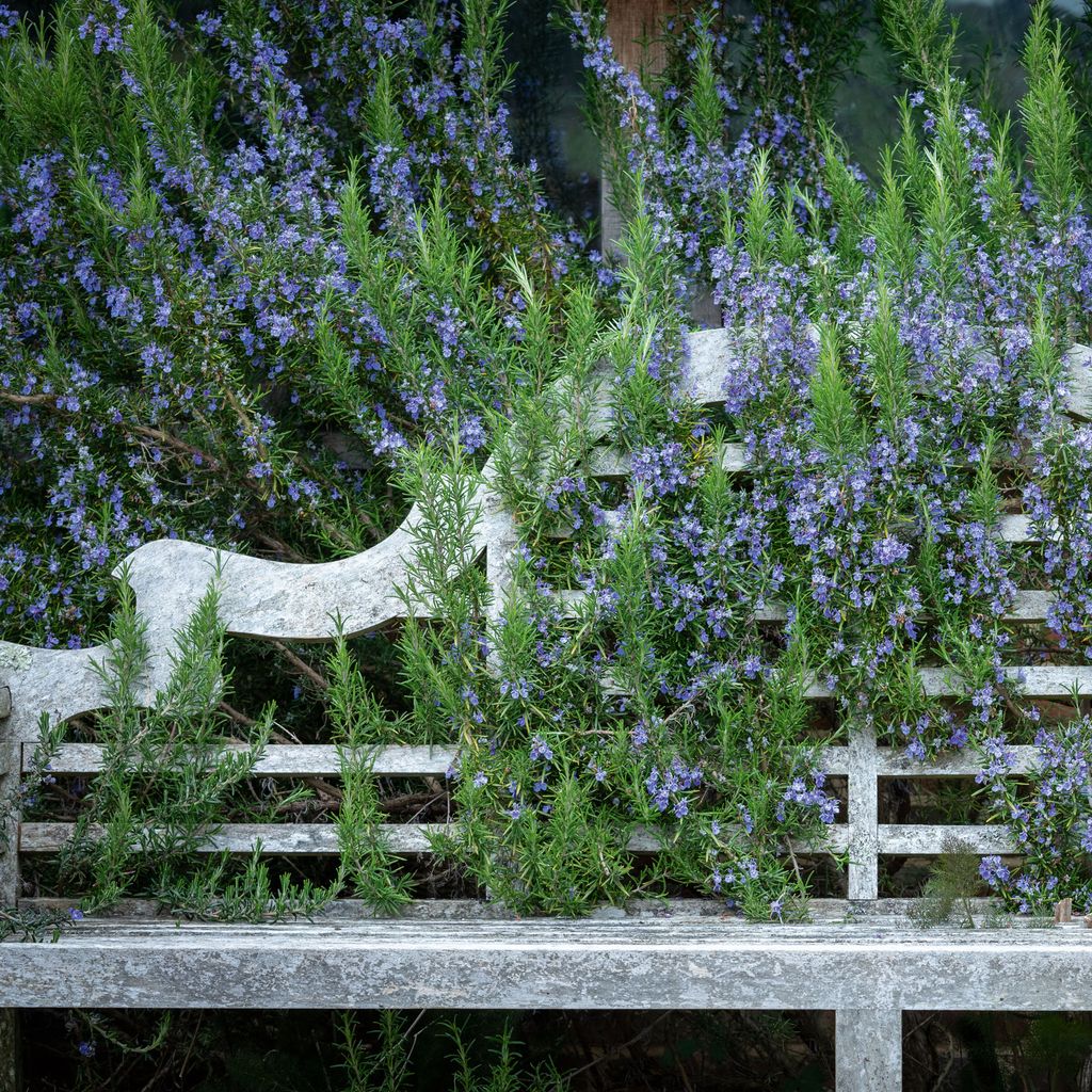 The Erotic Garden Say Hello To The Gardening Trend Ideal Home