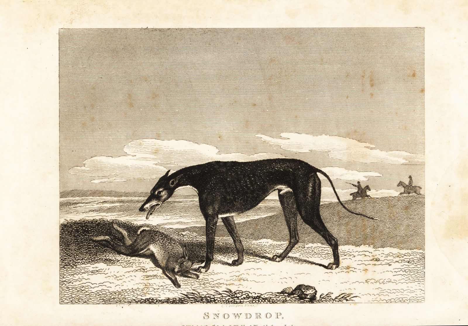 The greyhound: 'Calm, beautiful, loving, and intelligent — everything ...