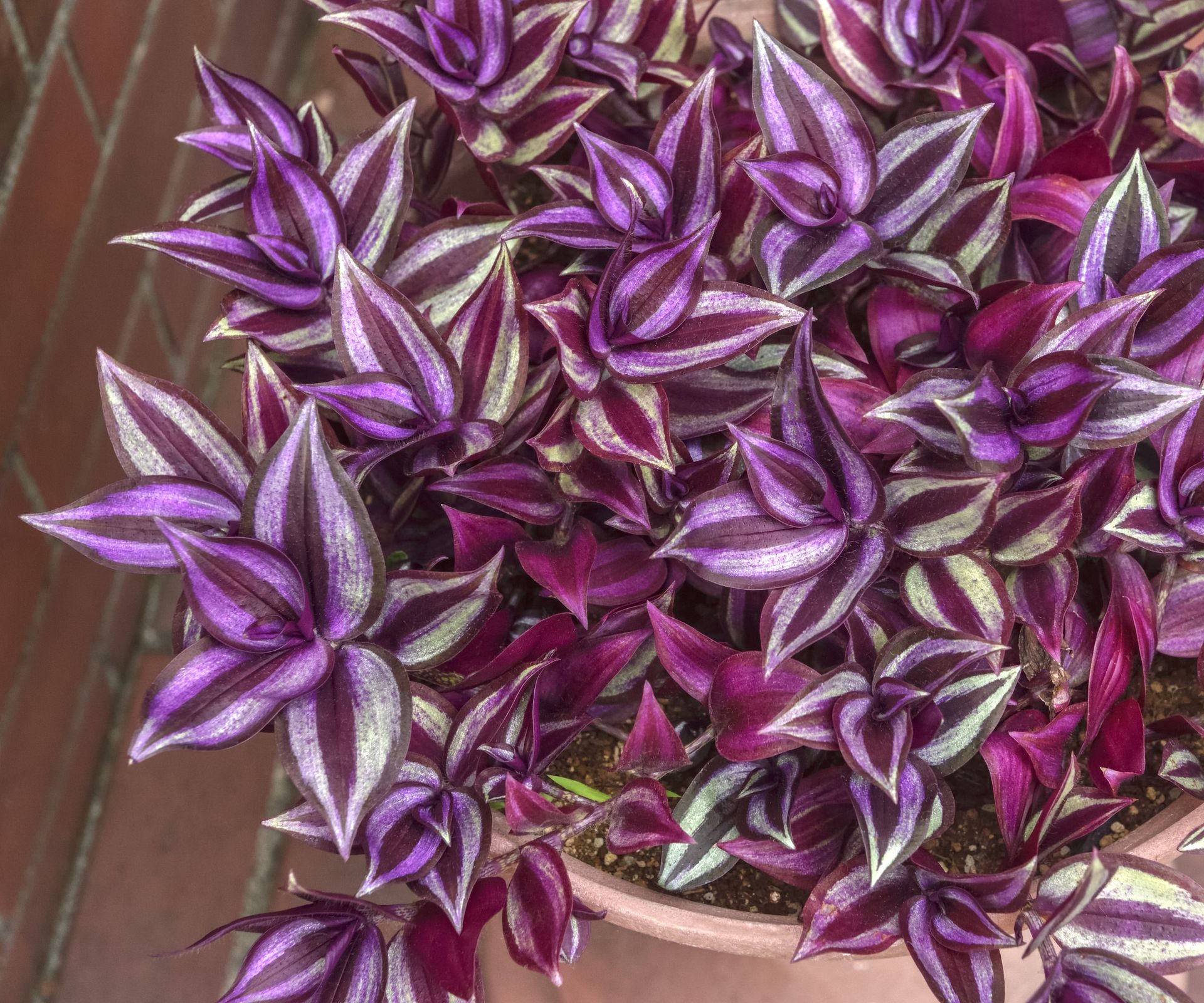 Best indoor hanging plants: 12 trailing varieties | Homes and Gardens