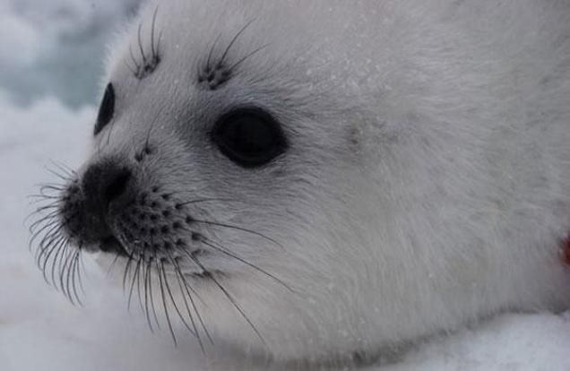 Photos: See the World's Cutest Sea Creatures | Live Science