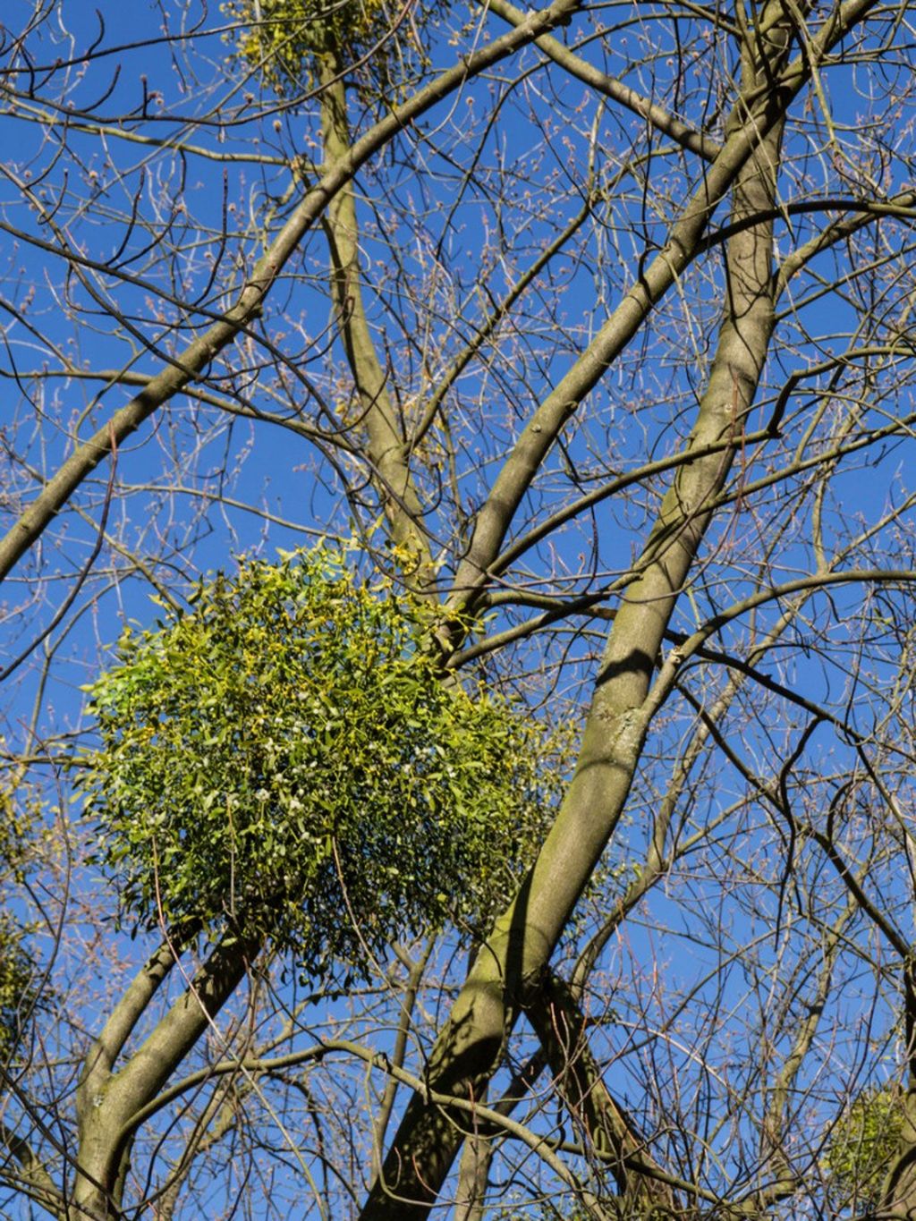 Mistletoe In Trees - Tips For Controlling Mistletoe Plants | Gardening ...