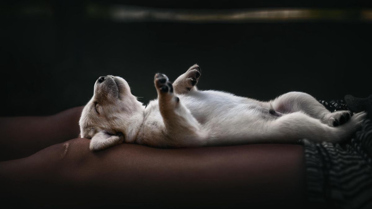 Weird things that dogs do that are actually completely normal | PetsRadar