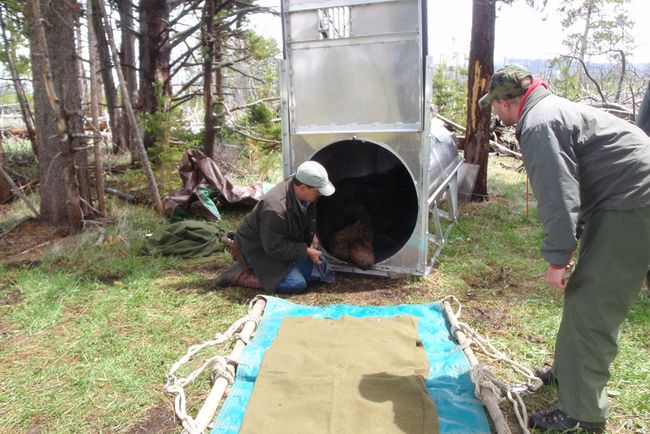 Yellowstone's Grizzly Bear Trapping Photos | Live Science