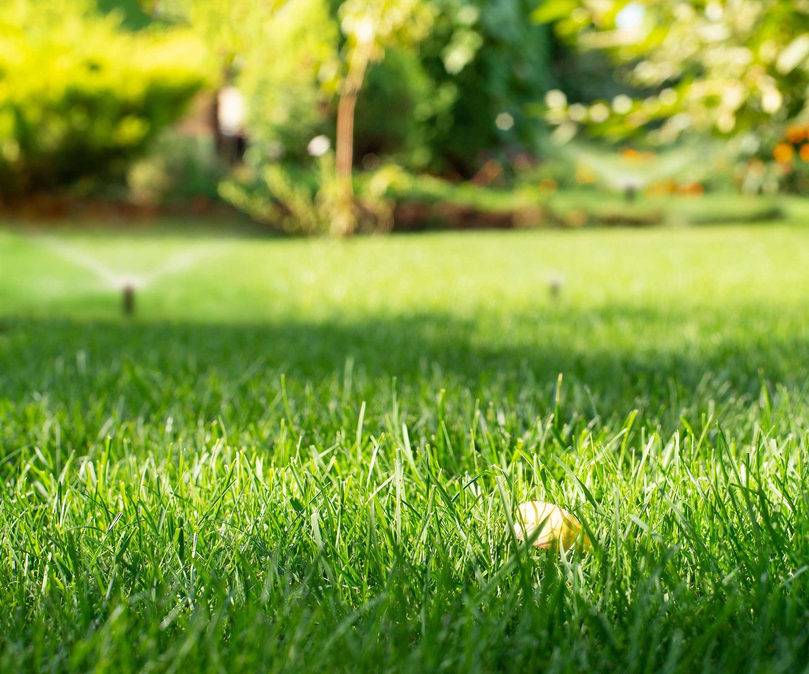 How to identify dollar spot on lawns and deal with the issue | Homes ...