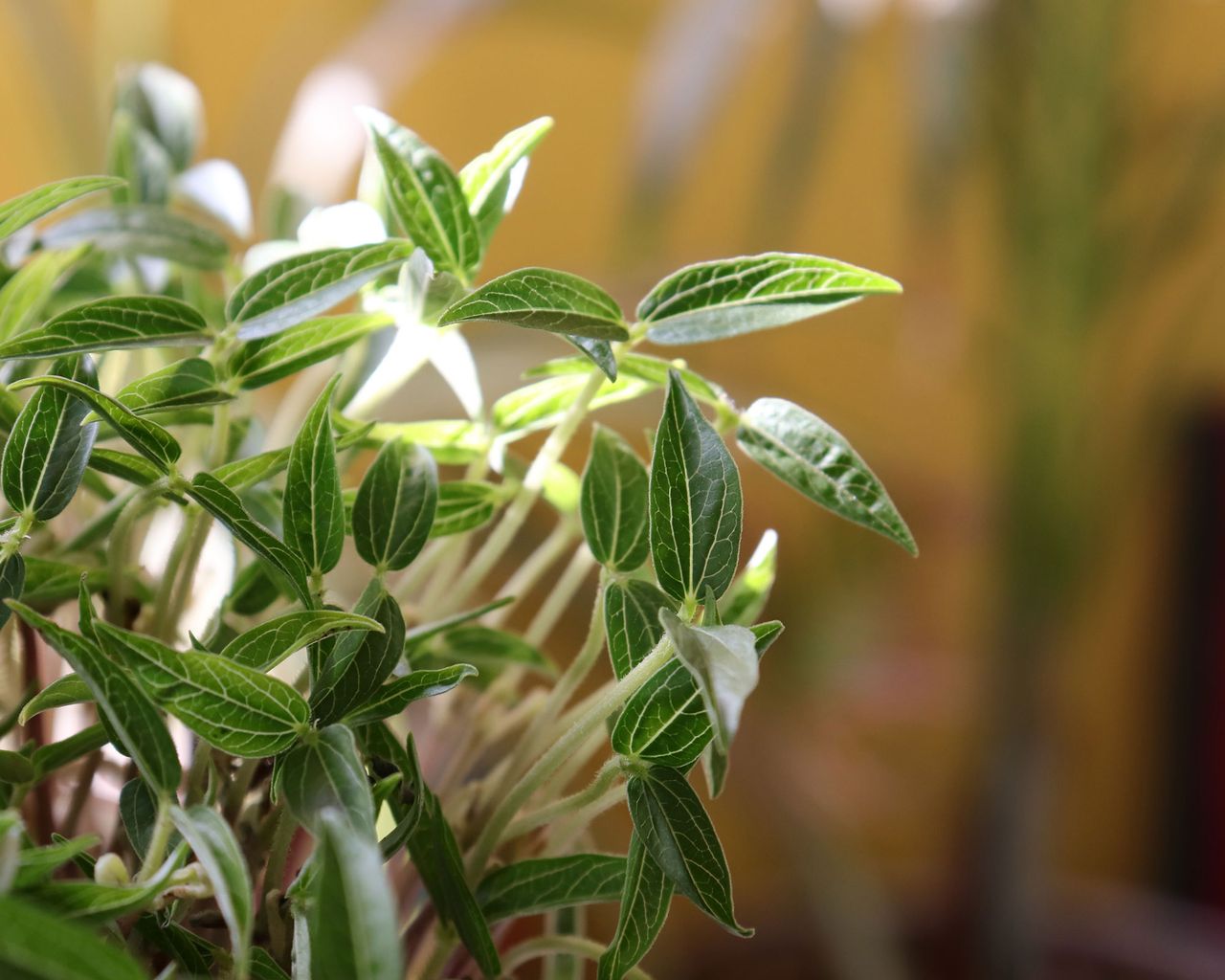 How to grow bean sprouts: simple tips for growing them at home ...