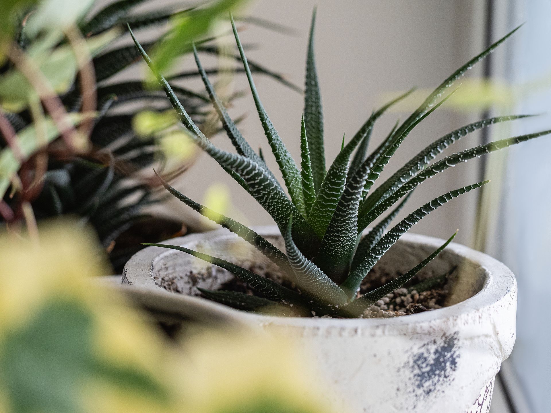 7 Houseplants for Bookshelves That Plant Experts Love | Livingetc