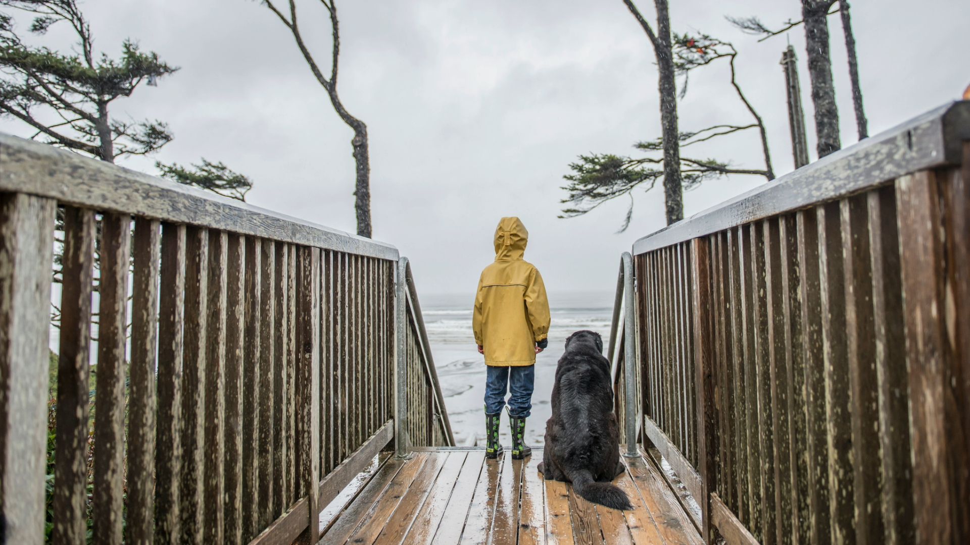 4 ways to calm your dog during windy and bad weather, according to a ...