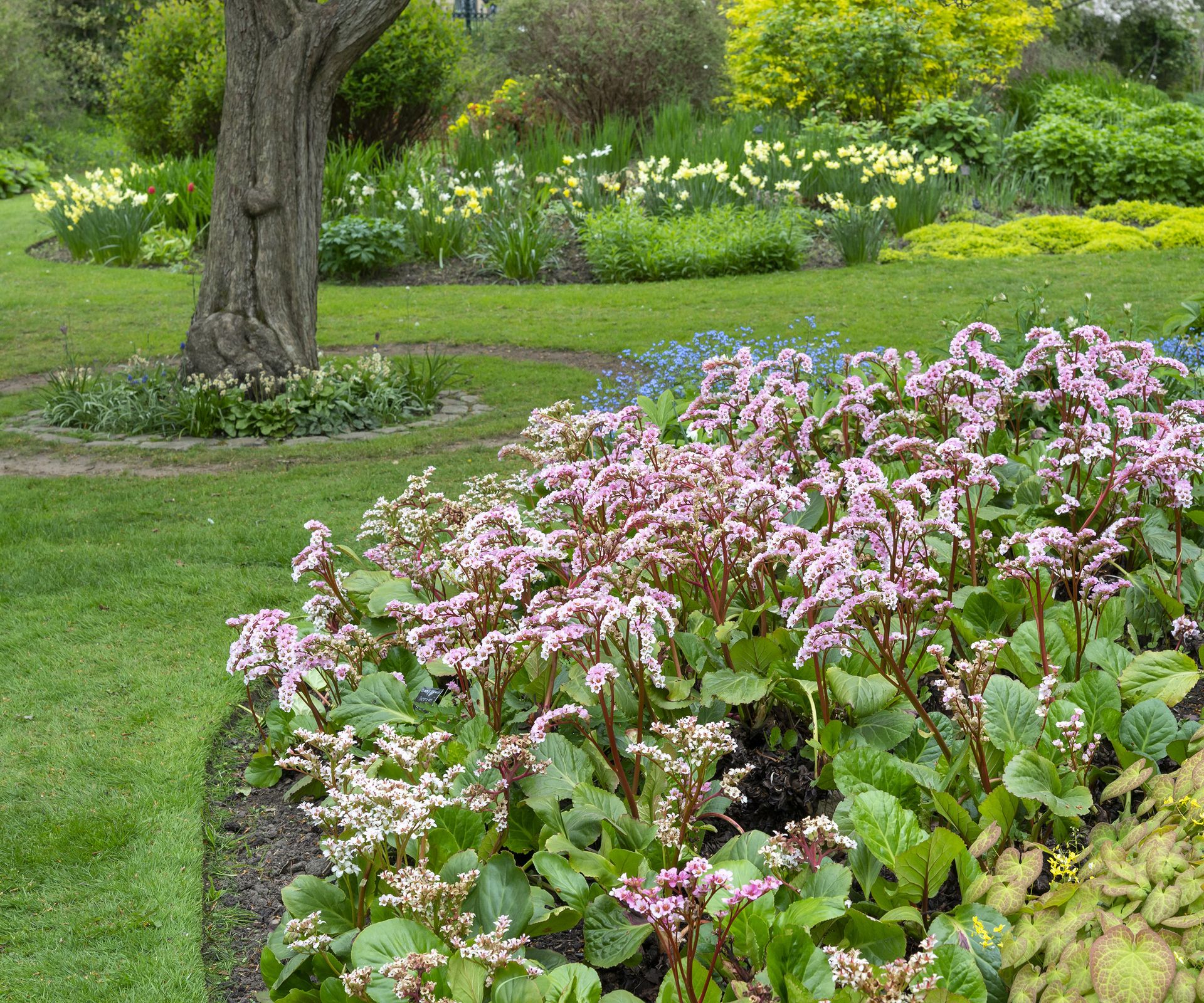 Part-shade perennials: 11 picks for your backyard | Homes and Gardens