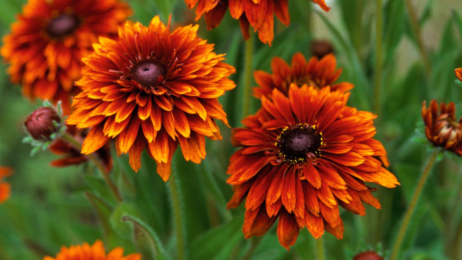 How to grow rudbeckia: tips for endless summer to fall flowers | Homes ...