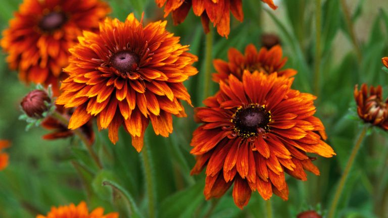How to grow rudbeckia: tips for endless summer to fall flowers | Homes ...