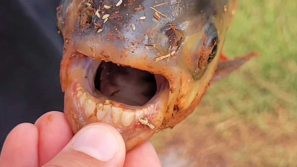 Rare piranha-like fish with 'human teeth' caught by young angler in ...