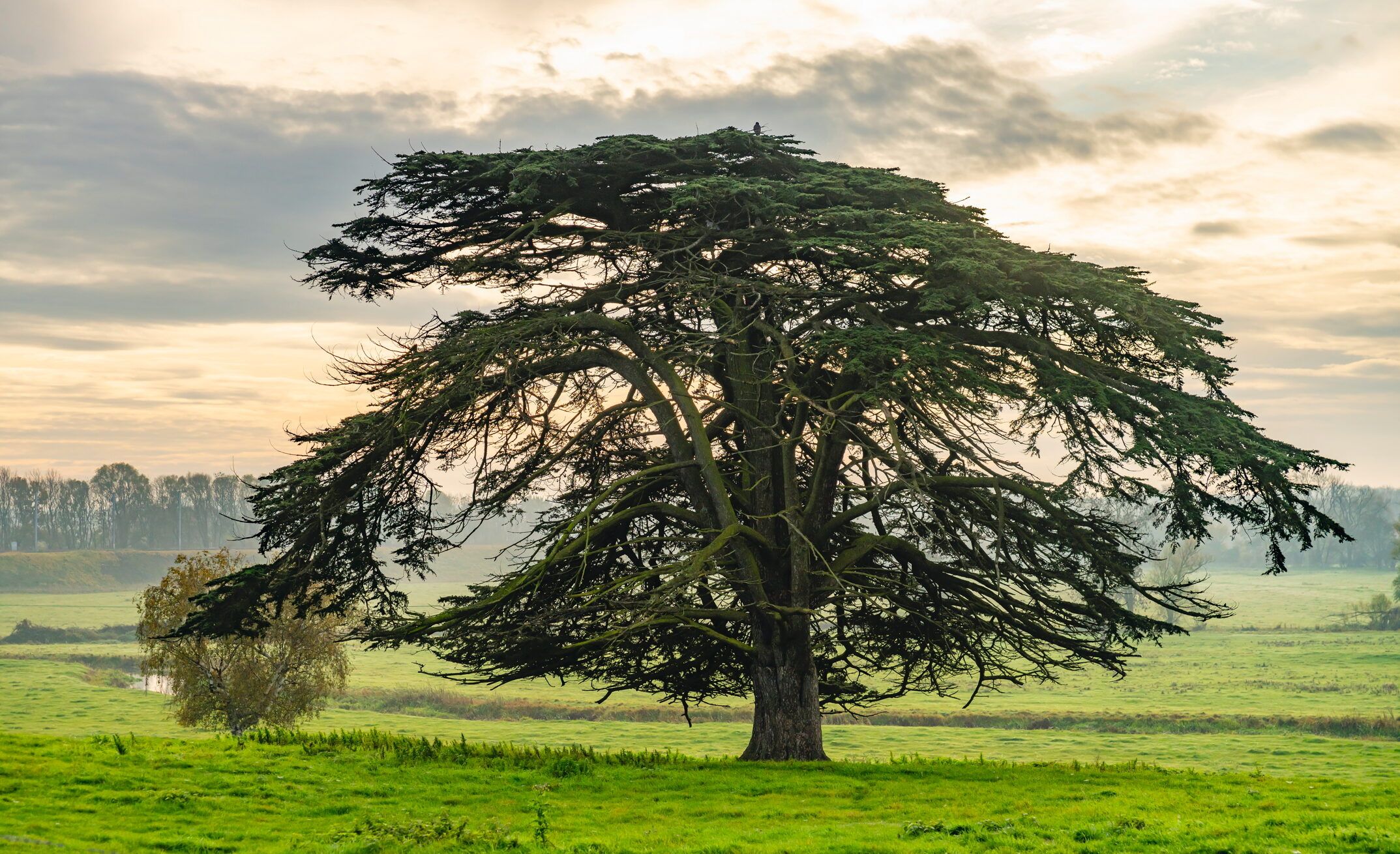 Trees of God: The story of the mighty cedar | Country Life