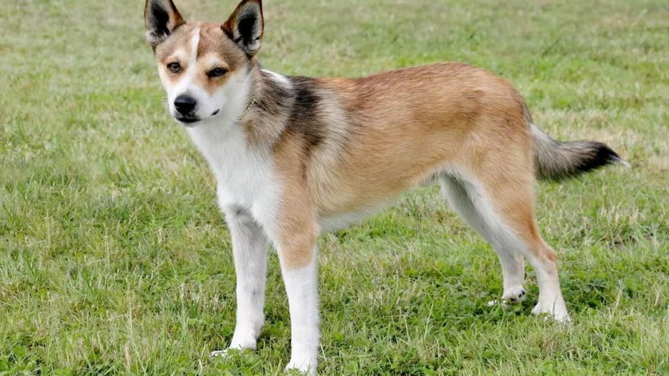 Rarest dog breeds: 10 canines you’ve never heard of | PetsRadar