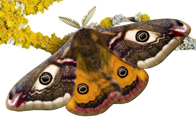 A simple guide to identifying British moths | Country Life