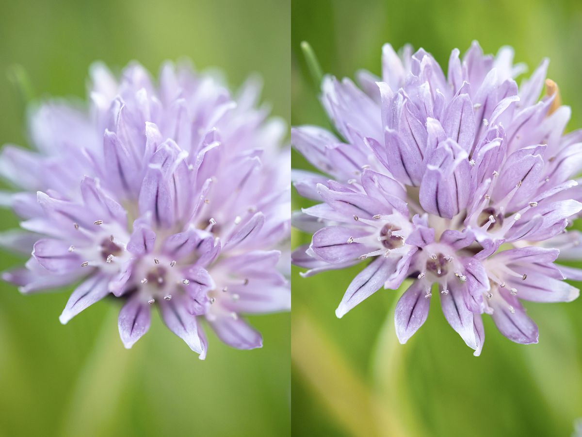 Canon School: Master macro photography with your Canon camera | Digital ...