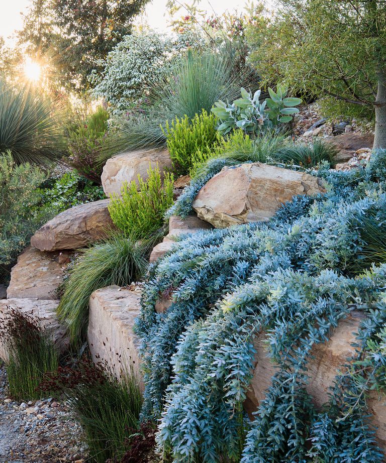 Dry gardens explained - 10 expert tips for a lush landscape | Livingetc