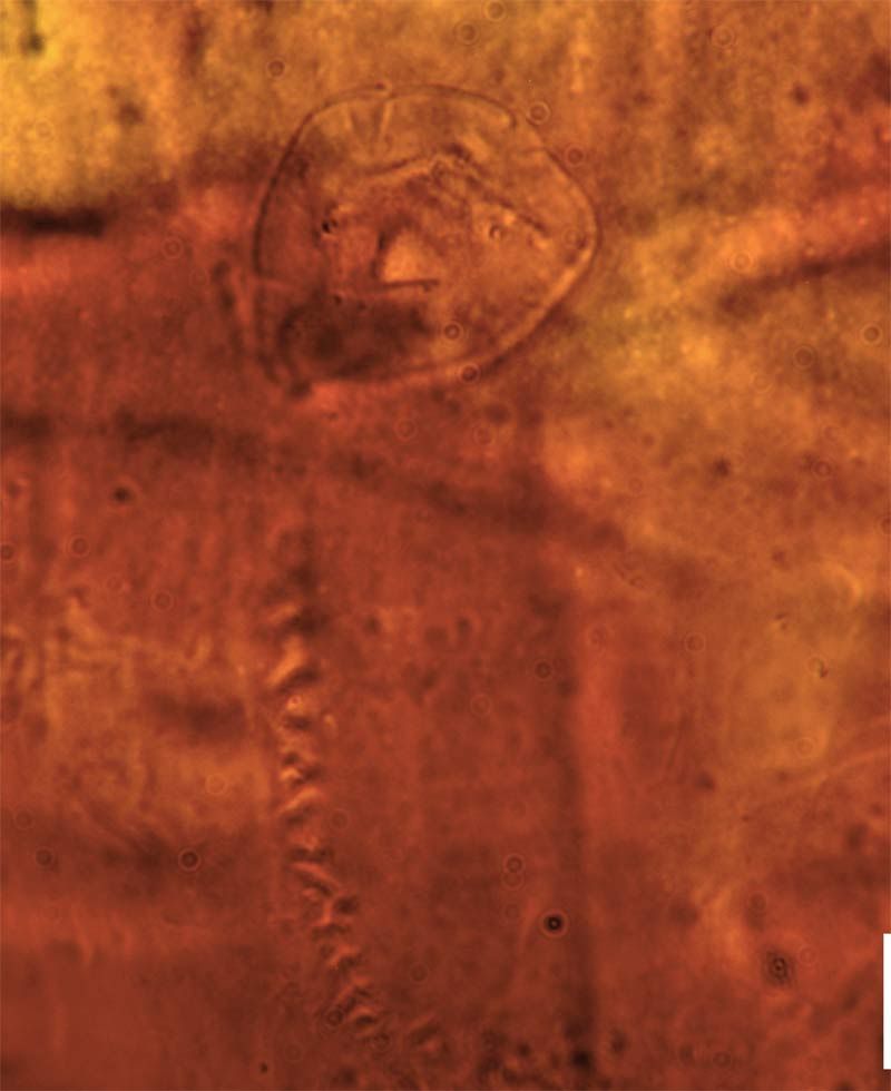 Bizarre Creature Found in 200-Million-Year-Old Cocoon | Live Science