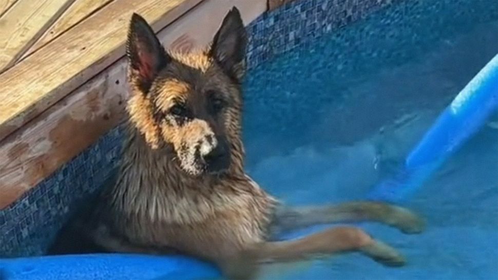German Shepherd chilling in the pool with his noodle is the sweetest ...