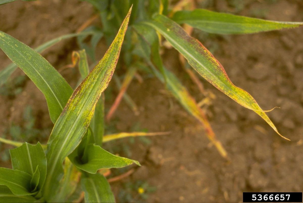 Sweet Corn High Plains Disease: Managing High Plains Virus Of Sweet ...