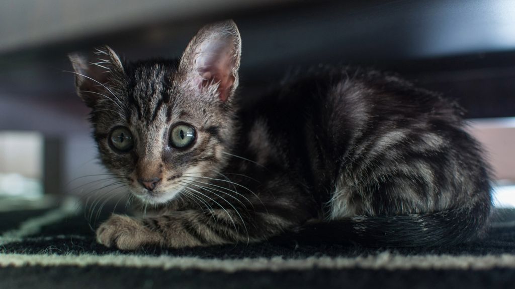 Why is my cat shaking? Vet reveals six reasons why and what to do about ...