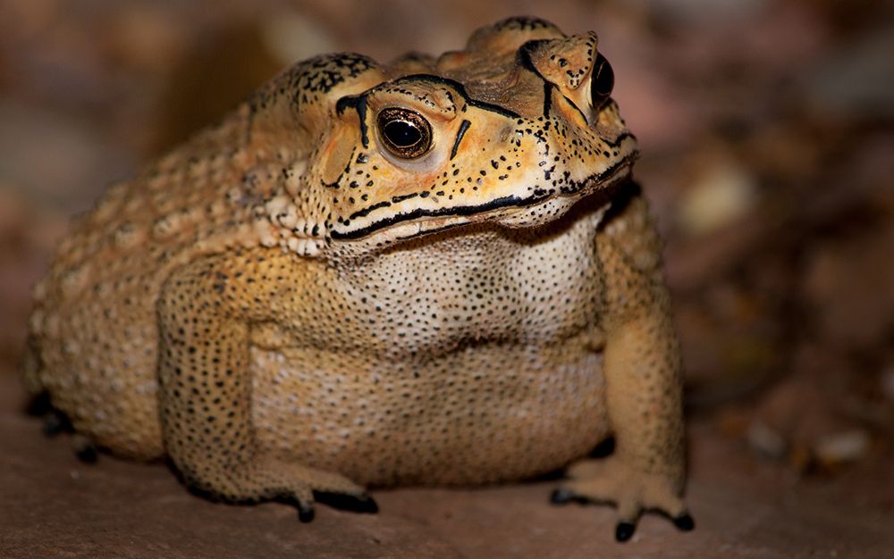 This Toxic Toad Could End Up Killing the Predators on Madagascar | Live ...
