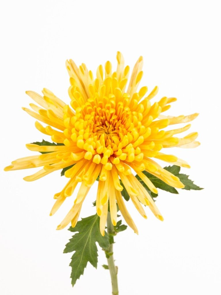 How To Grow Spider Mums: Spider Mum Care Guide | Gardening Know How