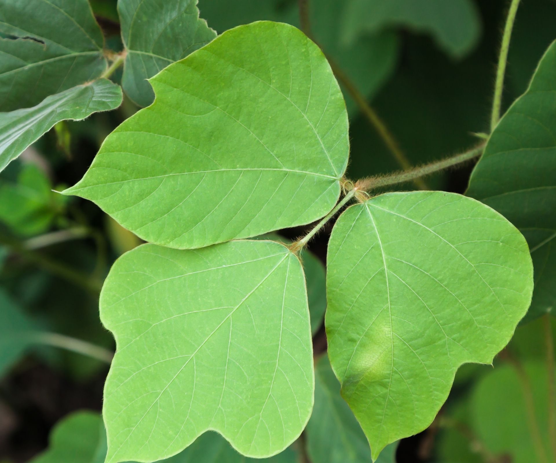 Invasive weeds: how to identify and eliminate problem plants | Homes ...