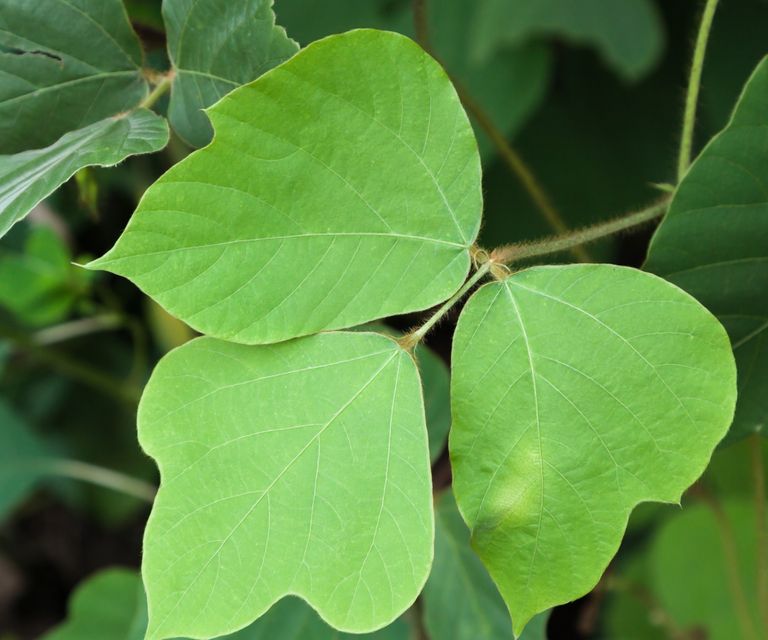 What is kudzu vine: how to identify this invasive plant | Homes and Gardens