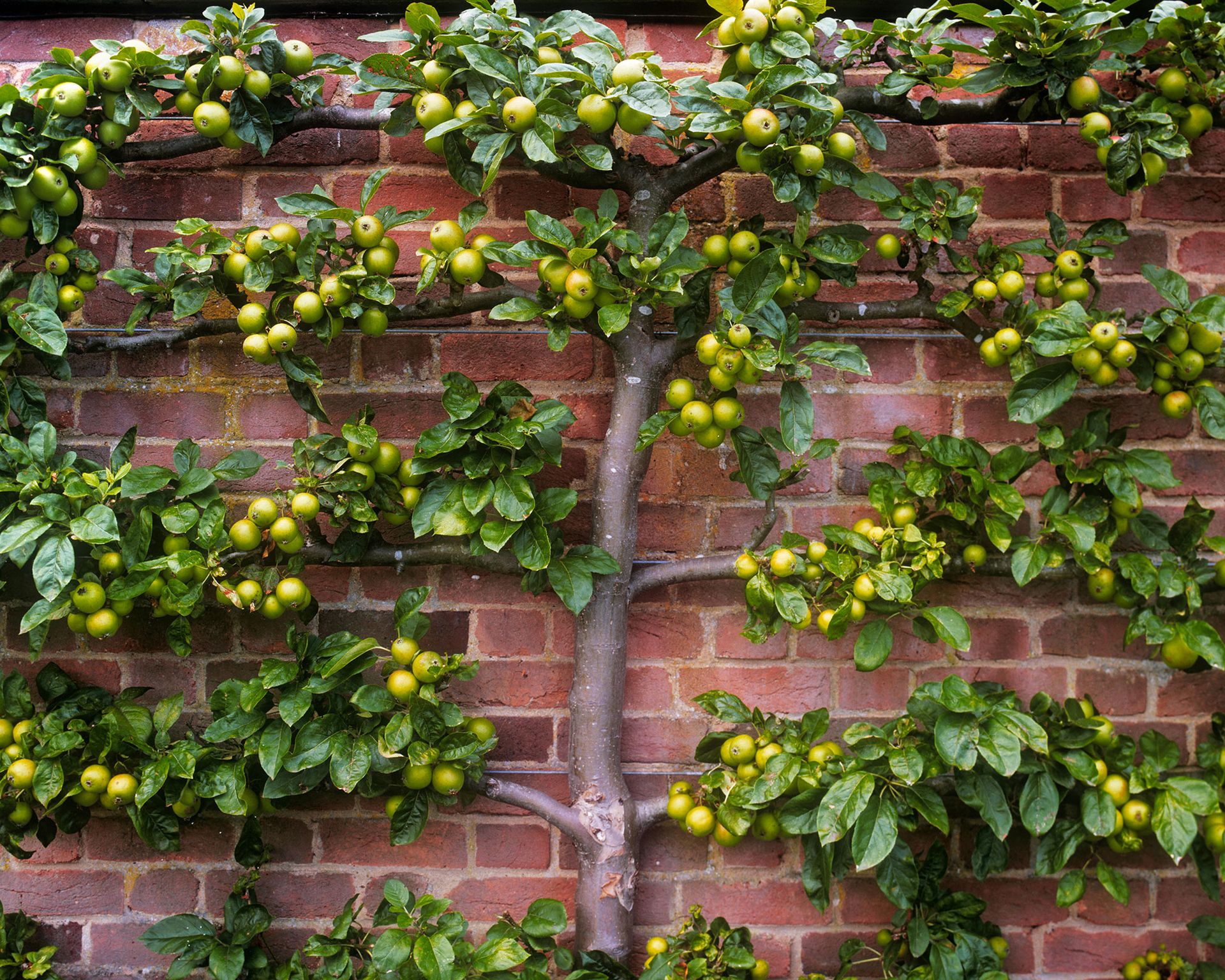 10 trees to espalier: the best ornamentally-trained trees | Homes and ...