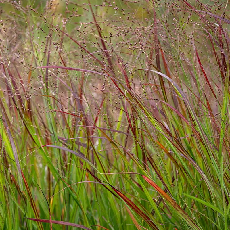 Best ornamental grasses for privacy: 5 screening grasses | Homes and ...