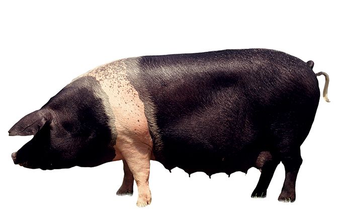 Native British Pig breeds | Country Life