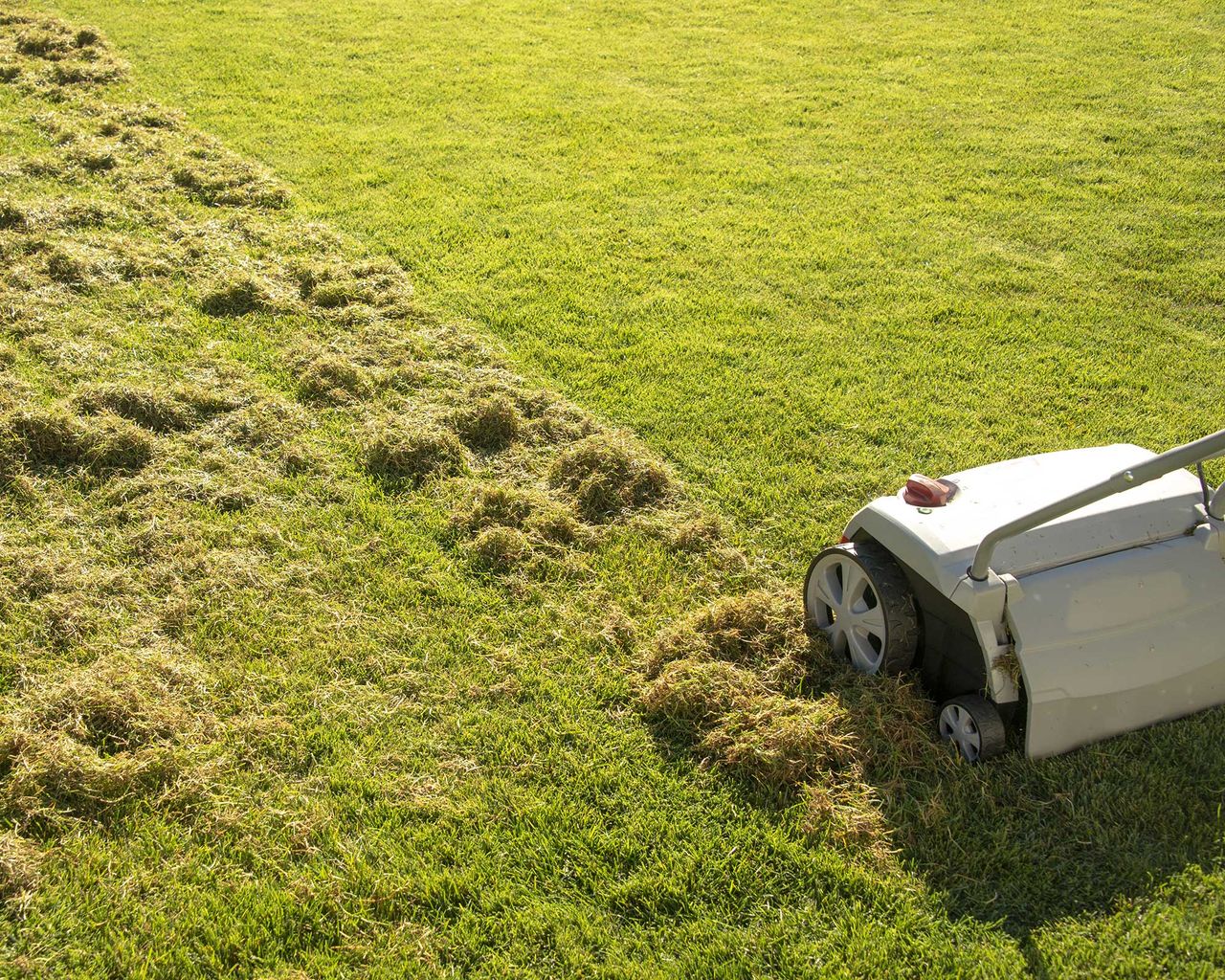 How to scarify a lawn: simple steps to give your grass a boost ...