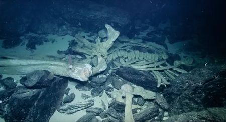 Articles by Kate Goldbaum, Staff Writer | Live Science