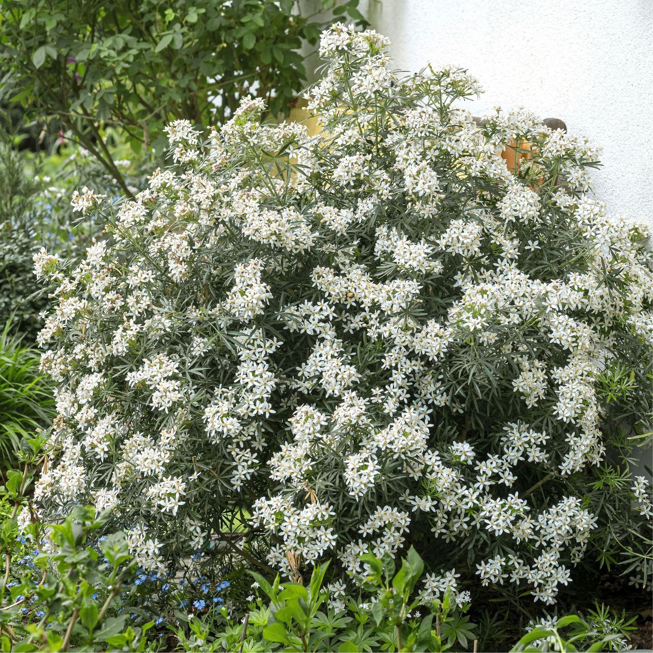 When to prune choisya for a healthy evergreen shrub | Ideal Home