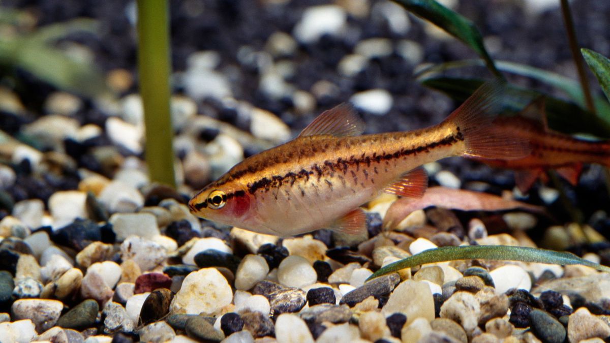 32 best types of fish for first-time owners | PetsRadar