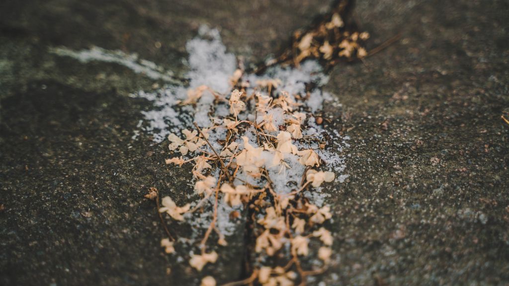 7 ways to kill weeds naturally — no chemicals required | Tom's Guide